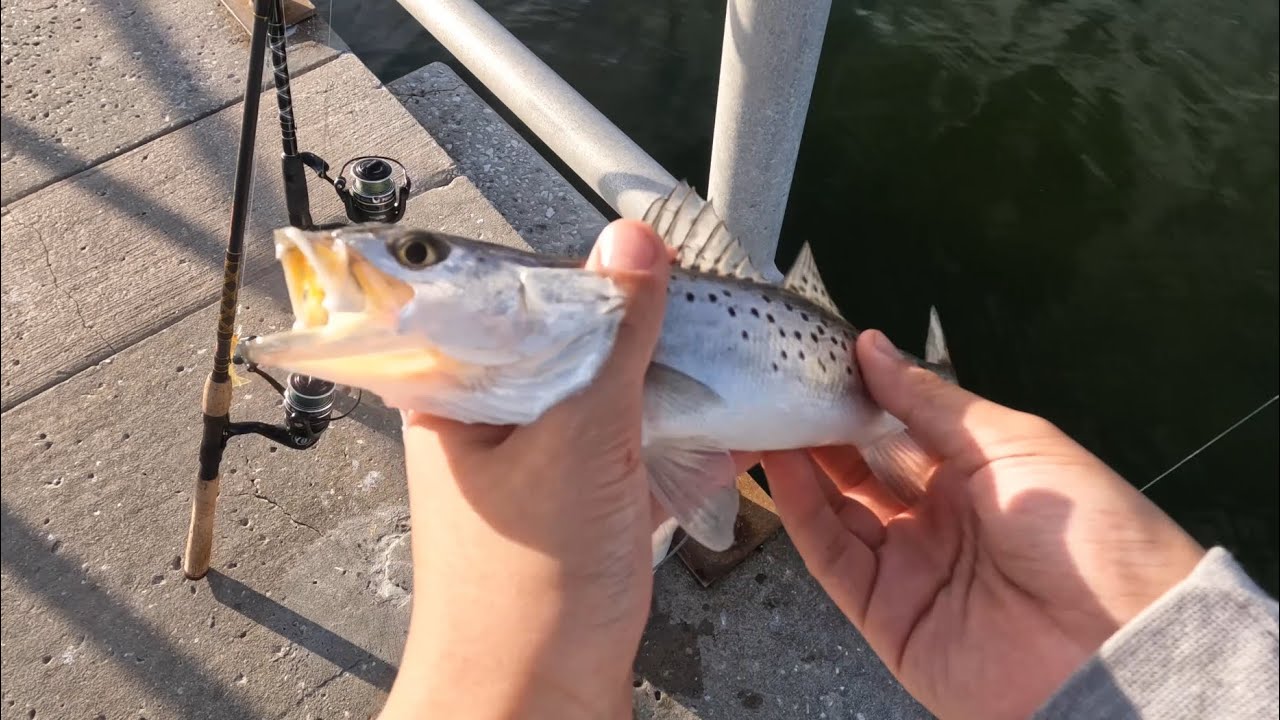 Trout Bites! (Trout Is On!🎣🐟) - YouTube