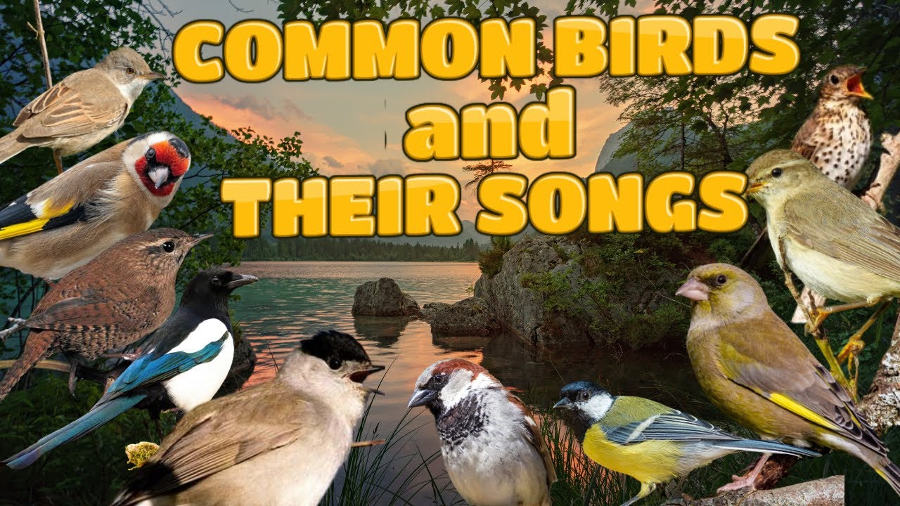 🦜 10 COMMON BIRDS and THEIR SONGS for BEGINNERS 🦜 songs of birds - YouTube