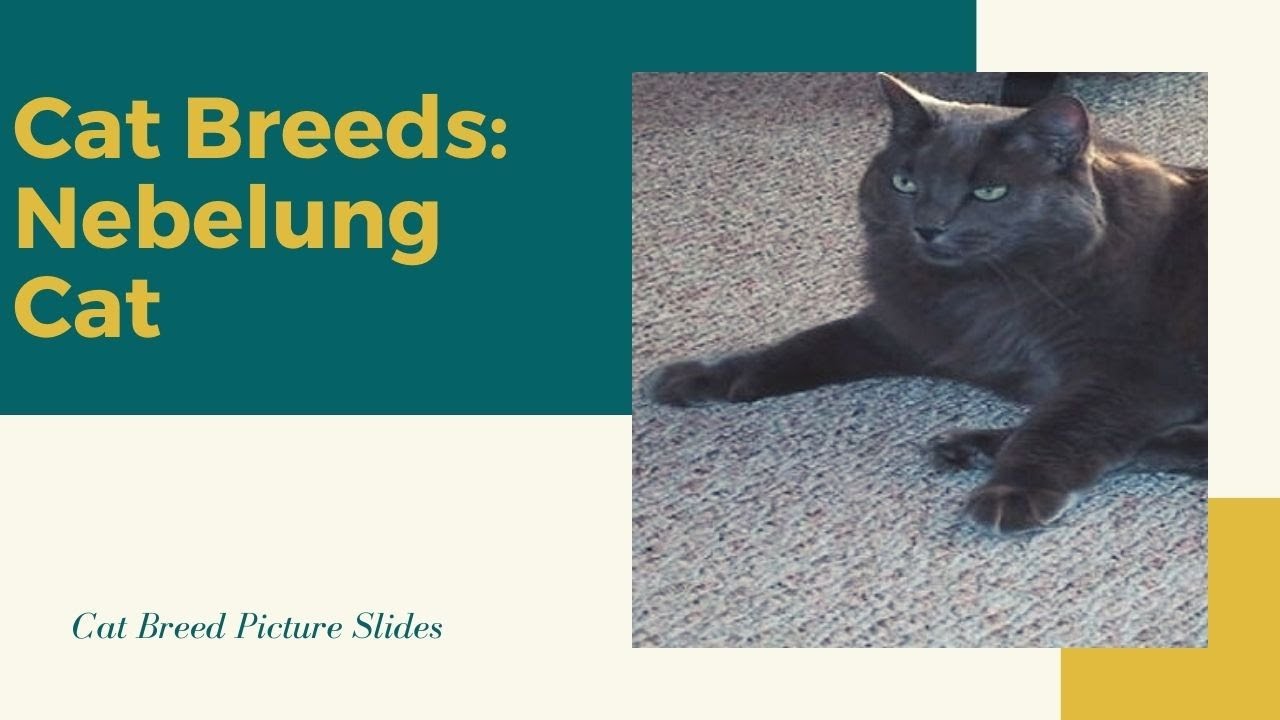 Nebelung Slides - Cat Breeds - YouTube