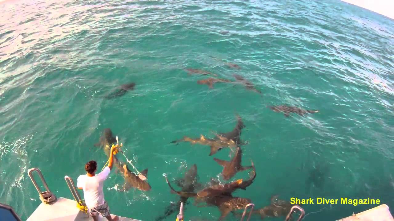 Shark Diver Magazine 2011 Chasing Sharks Trip Highlights - YouTube