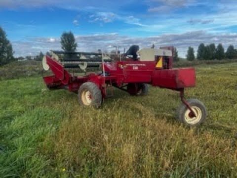 International 230 Swather / Windrower Knocking down Buckwheat! - YouTube