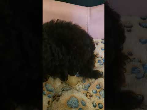 Ehrlichkeit Hunde Verkäufer?? Selten, Hauptsache, der Hund zieht um. Nicht bei uns🤗