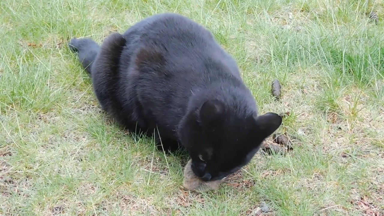 Cat eating it's prey - YouTube