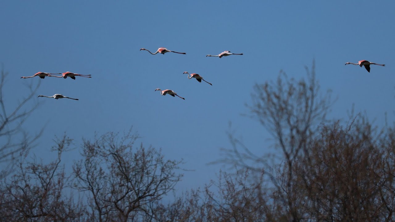 Shpendët shtegtarë anashkalojnë Shqipërinë e nxehtë - YouTube