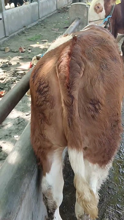 SIMENTAL SUPER PEDET SAPI JANTAN CALON JUMBO Lapak pasar sleman DIY - YouTube