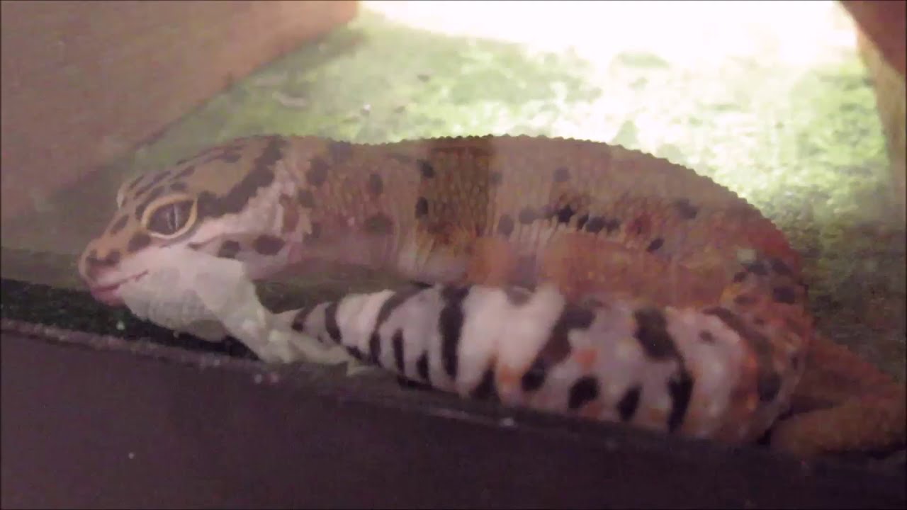 Leopard Gecko Shed CAUGHT ON CAMERA!! - YouTube