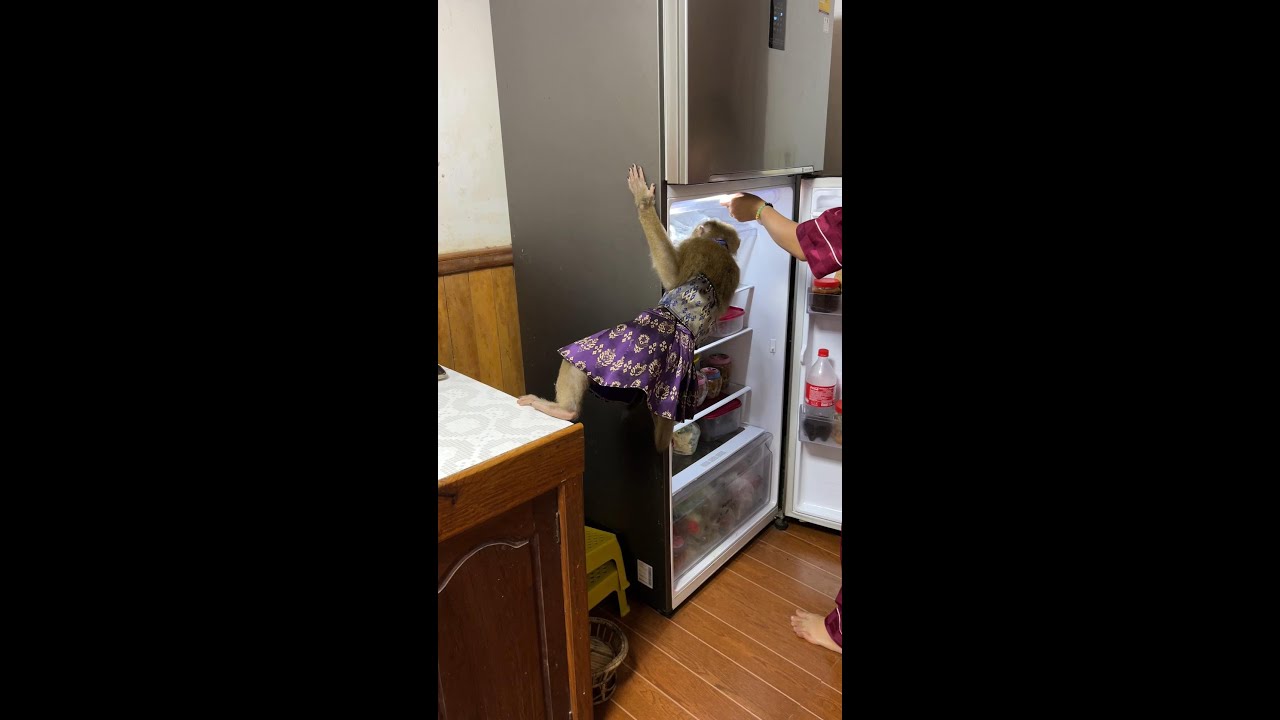 Judy's Midnight fridge Dream Literally Stun Mom With Her Unique Snack ...