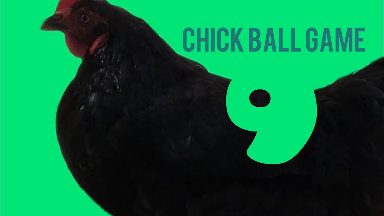 Chick ball game 9 #chickens - YouTube