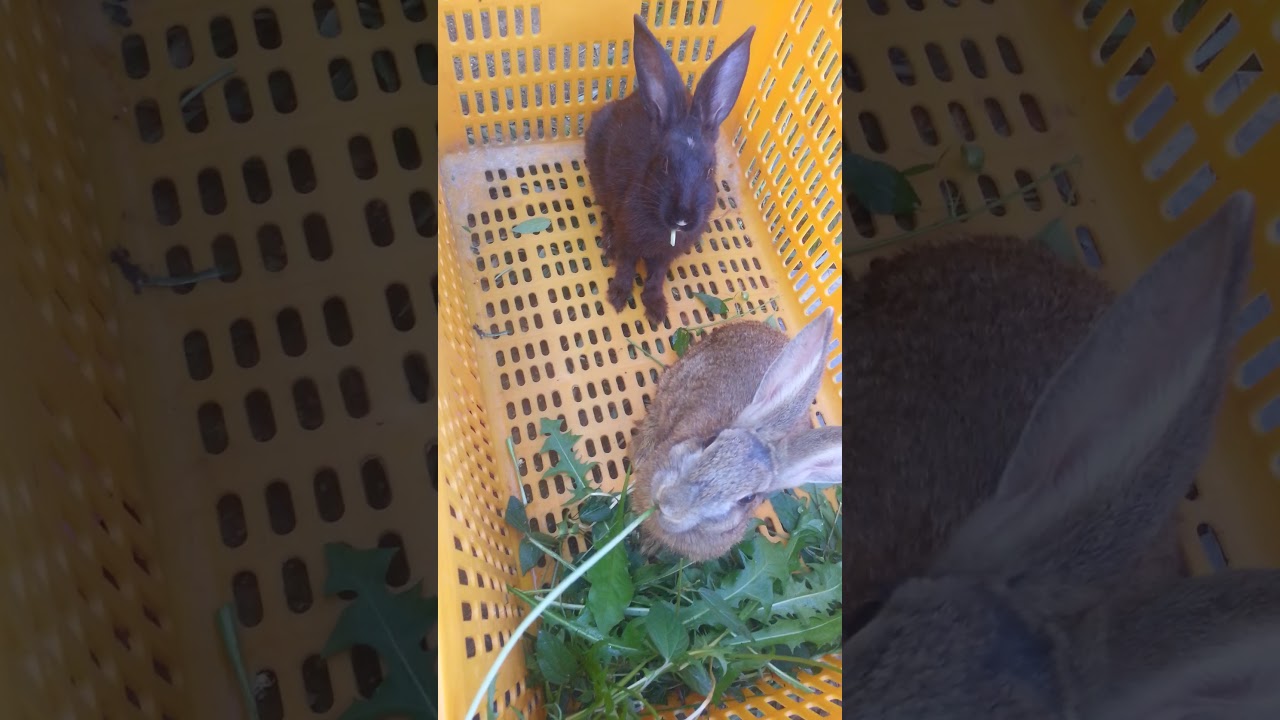 Rabbits [South Korea] - YouTube