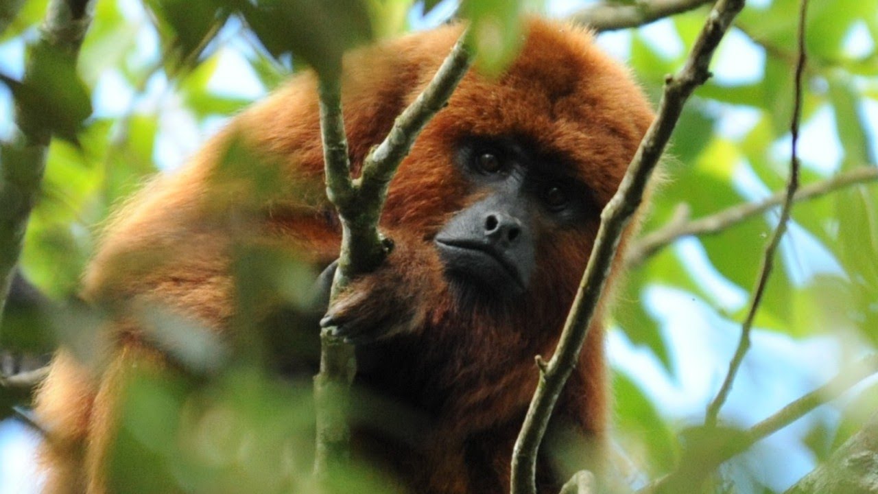 Fêmea do macaco bugio comendo folhas da figueira-branca - Alouatta ...