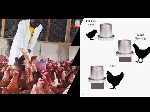 How To Avoid Feed Wastage at Your Poultry Farm | How To start poultry ...