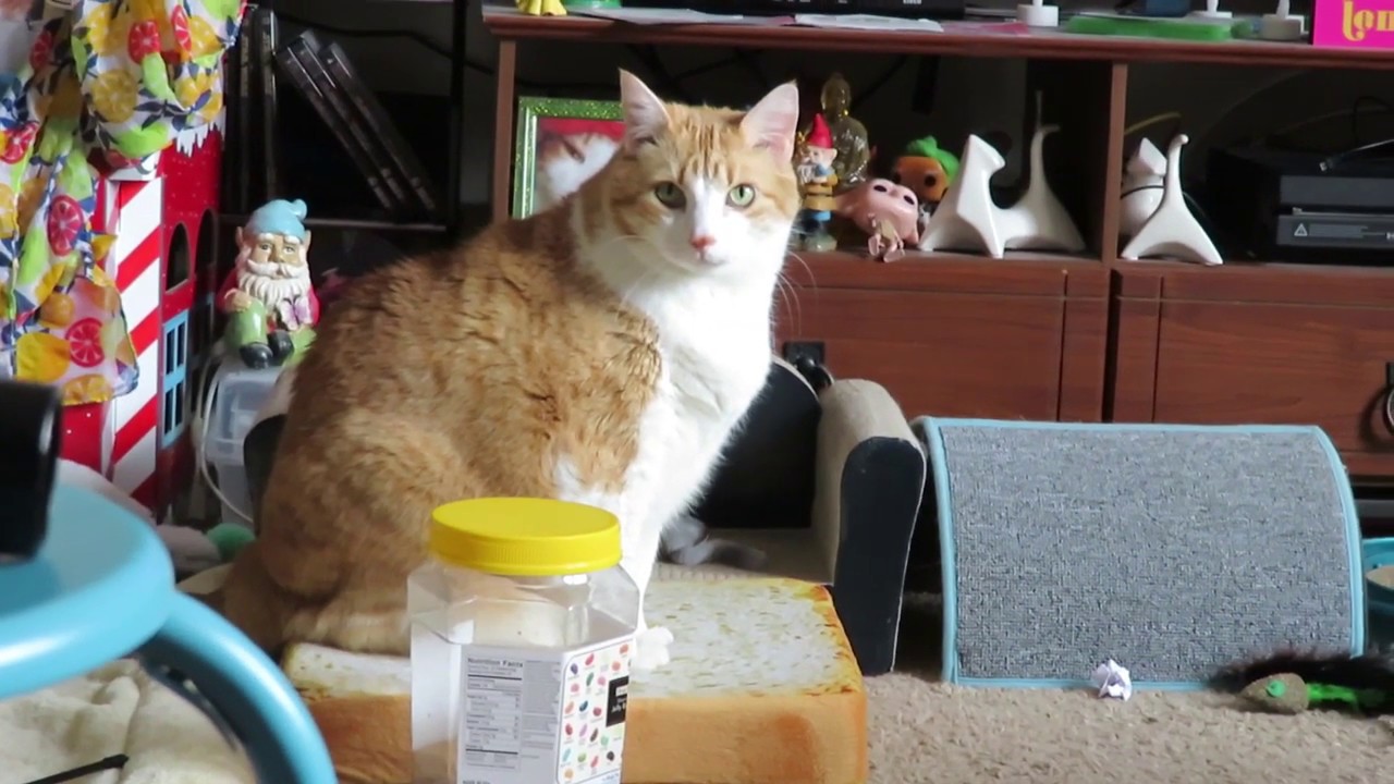 Cat Sits On Toast - YouTube
