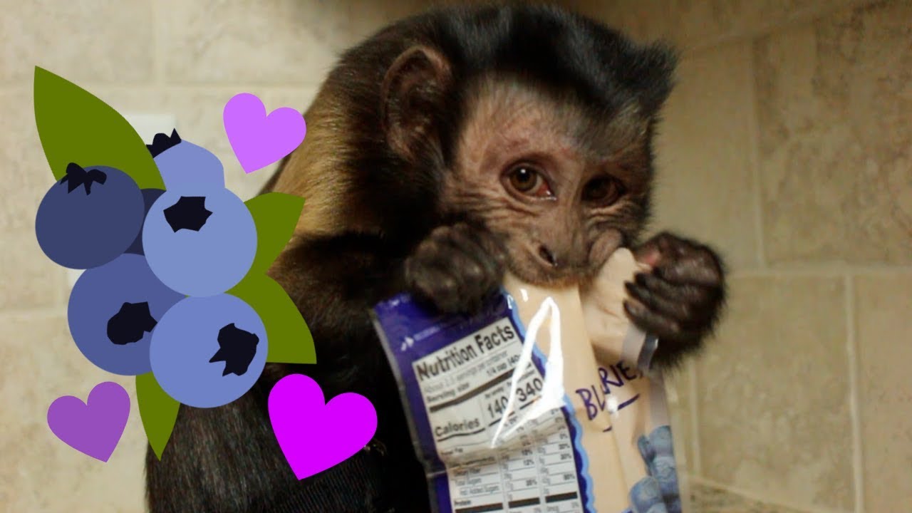 Monkey LOVES Dried Bluberries! (SNACK TIME) - YouTube