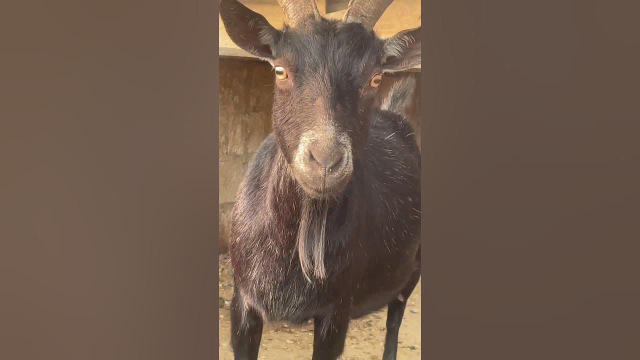 Tình mẫu tử #su hu #phimhay - YouTube