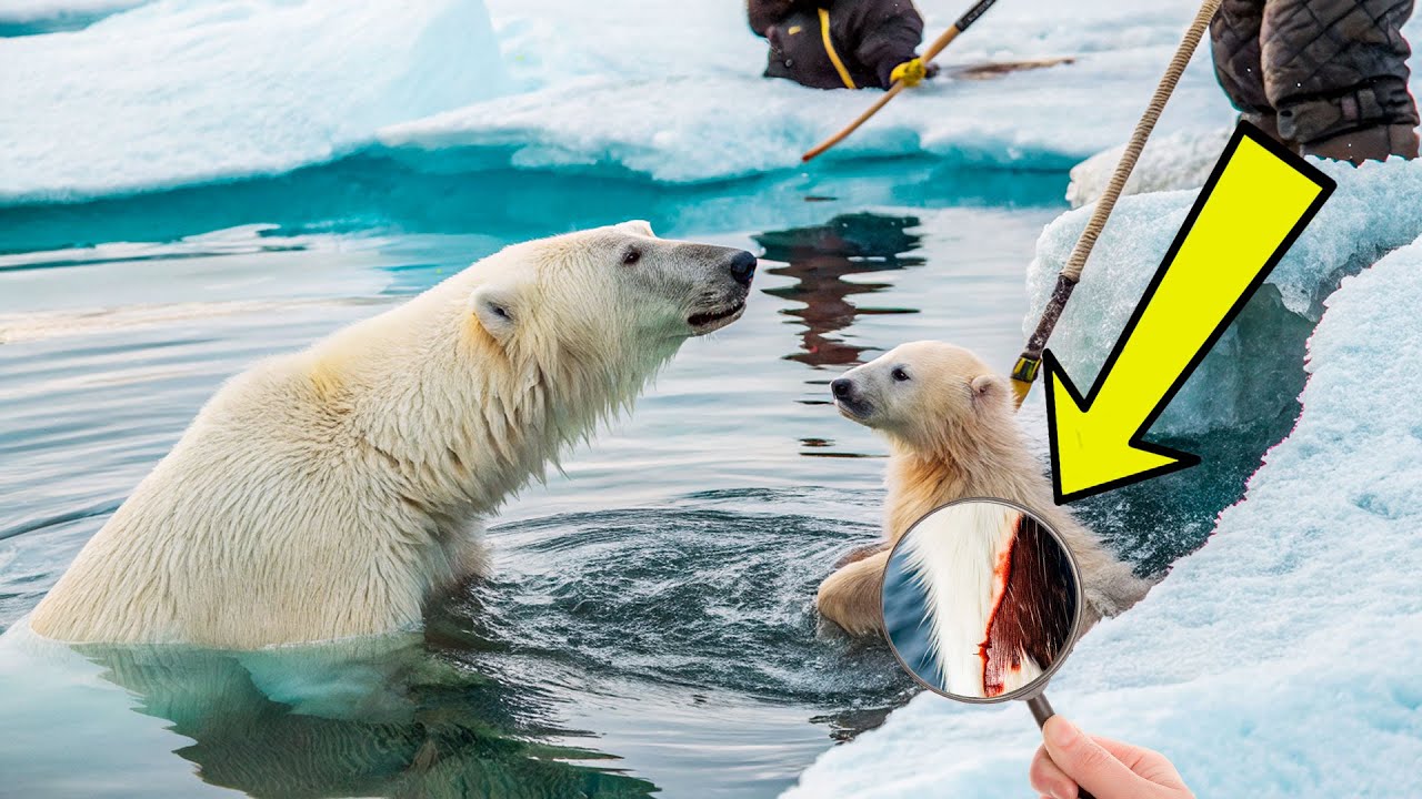 Polar bear cub drowns in icy water — fishermen fight to save it! ️ ...