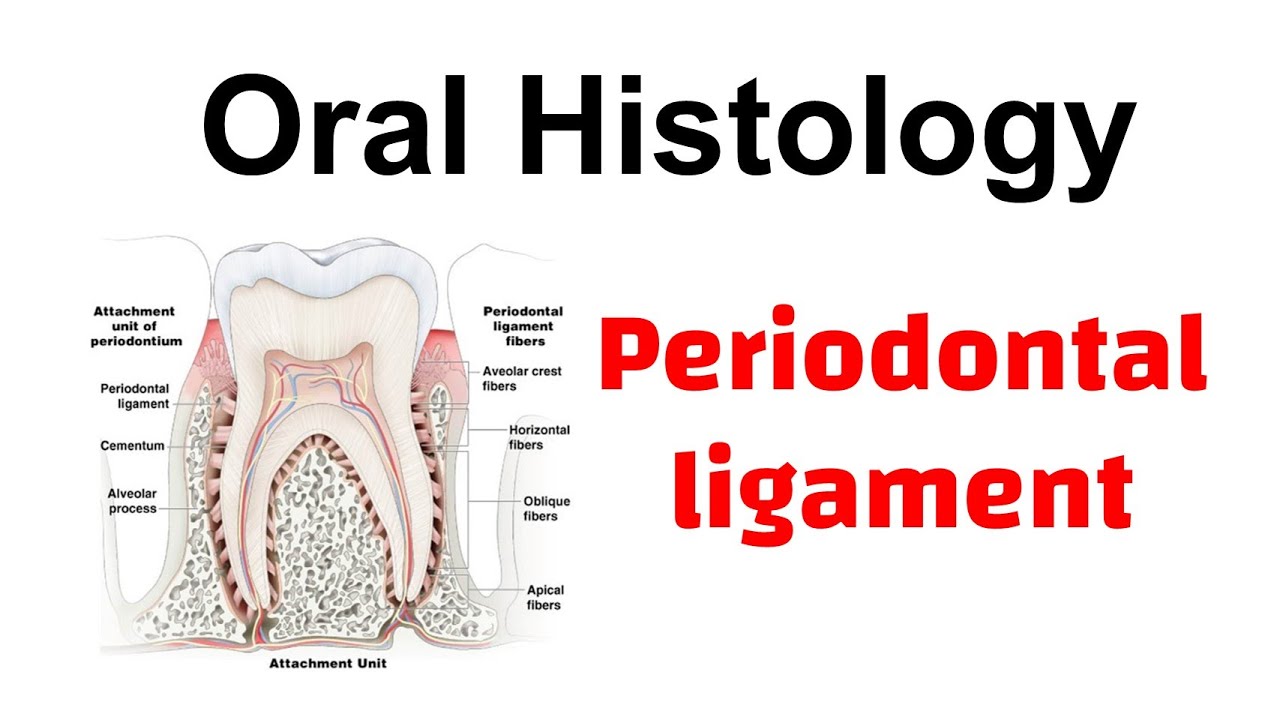 Oral Histology 2 - LEC 2 ( periodontal ligament ) - YouTube