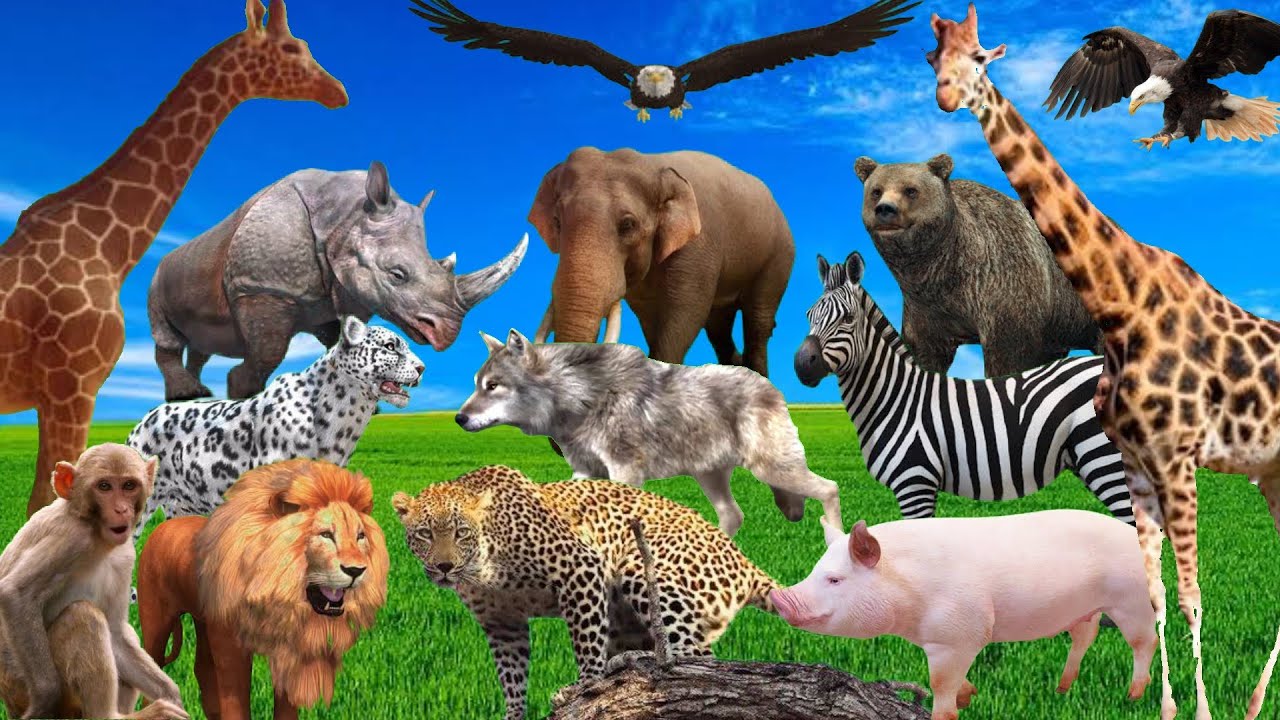 CUTE LITTLE ANIMALS: Elephant, Cow, Swan, Dog, Cat, Duck, Frog, Chicken ...