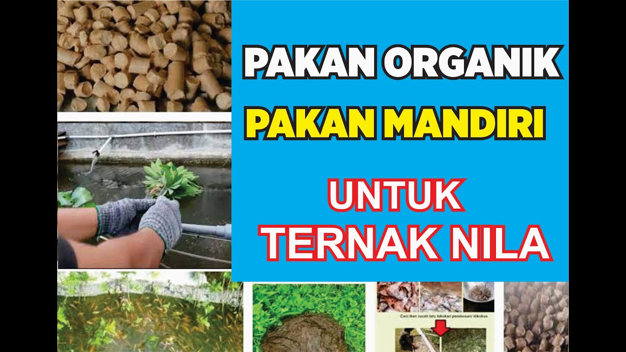 PAKAN ALAMI IKAN NILA AGAR CEPAT TUMBUH BESAR - PAKAN ALTERNATIF - YouTube