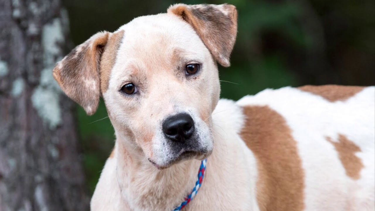 Cider for adoption at waltonpets.net - YouTube