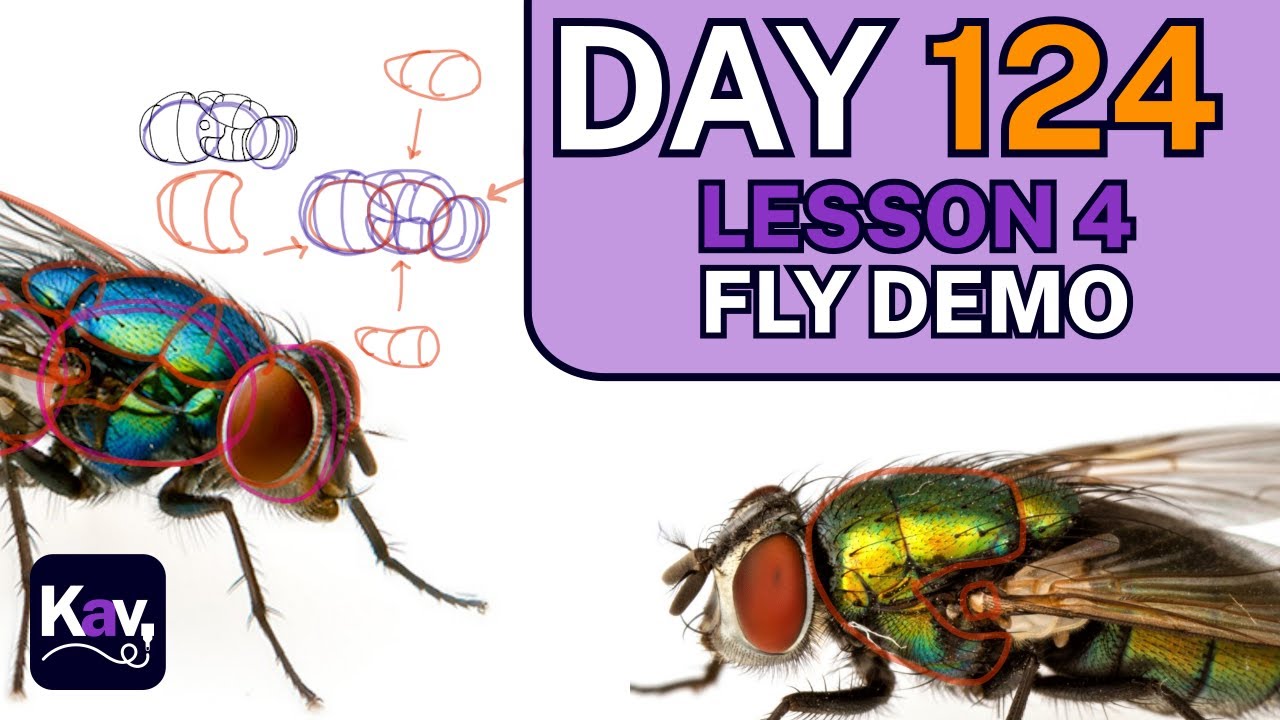 Draw With Me! Fly Demo Pt. 1 | Day 124 - YouTube