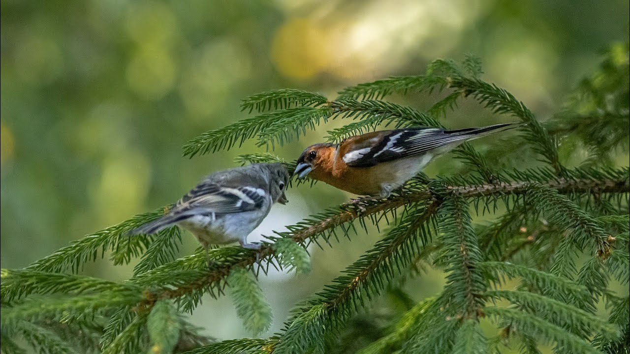 Quiet Bird Sounds for Sleep or Study, Morning Forest Bird Sounds ...
