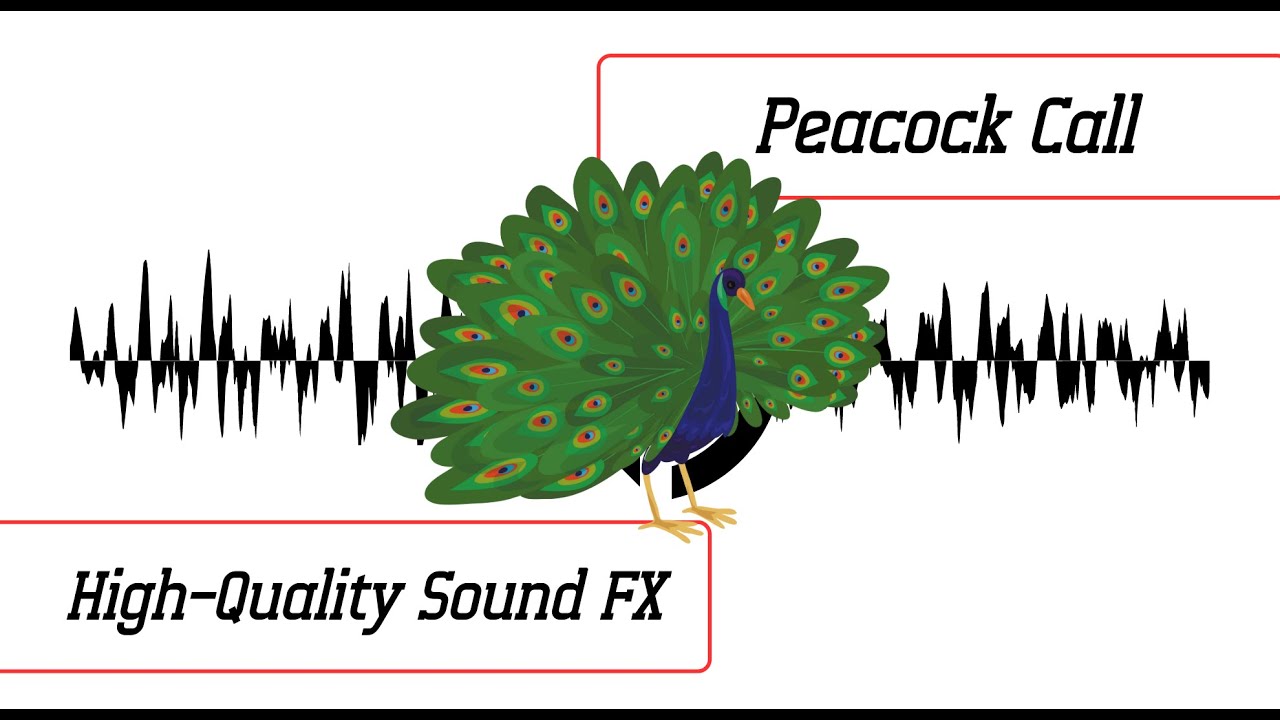 Peacock Call Sound Effect | High-Quality Sound FX - YouTube