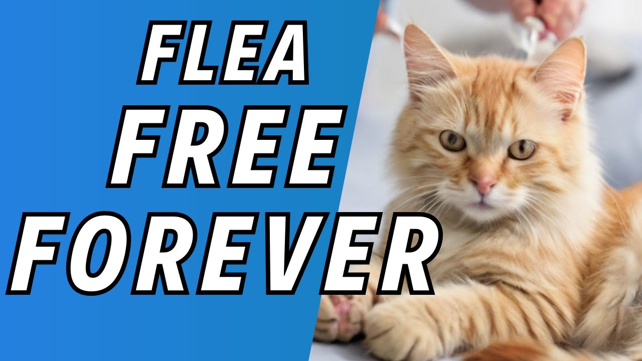 Ultimate Guide to Flea-Free Cats: Affordable Care & Prevention Tips ...