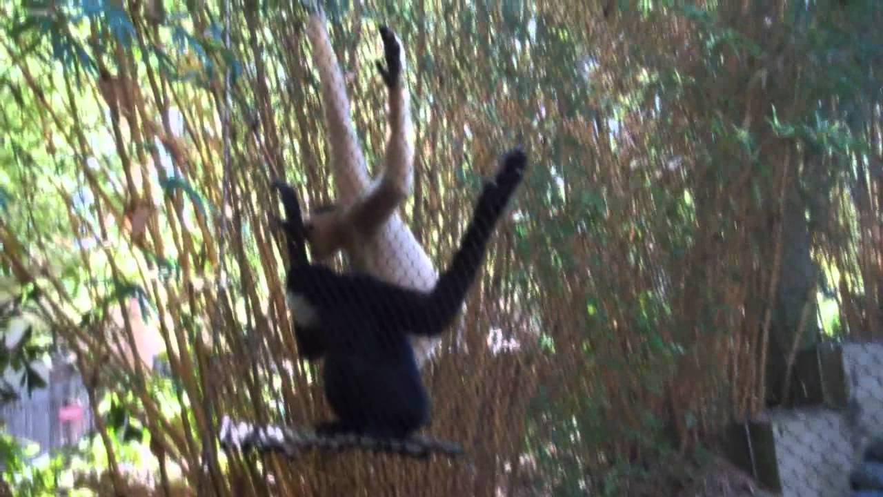 MONKEY EATS POO AT BUSCH GARDENS FL ;) - YouTube