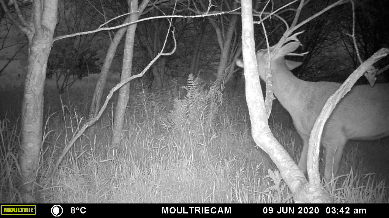 Roe Deer buck scent marking - YouTube