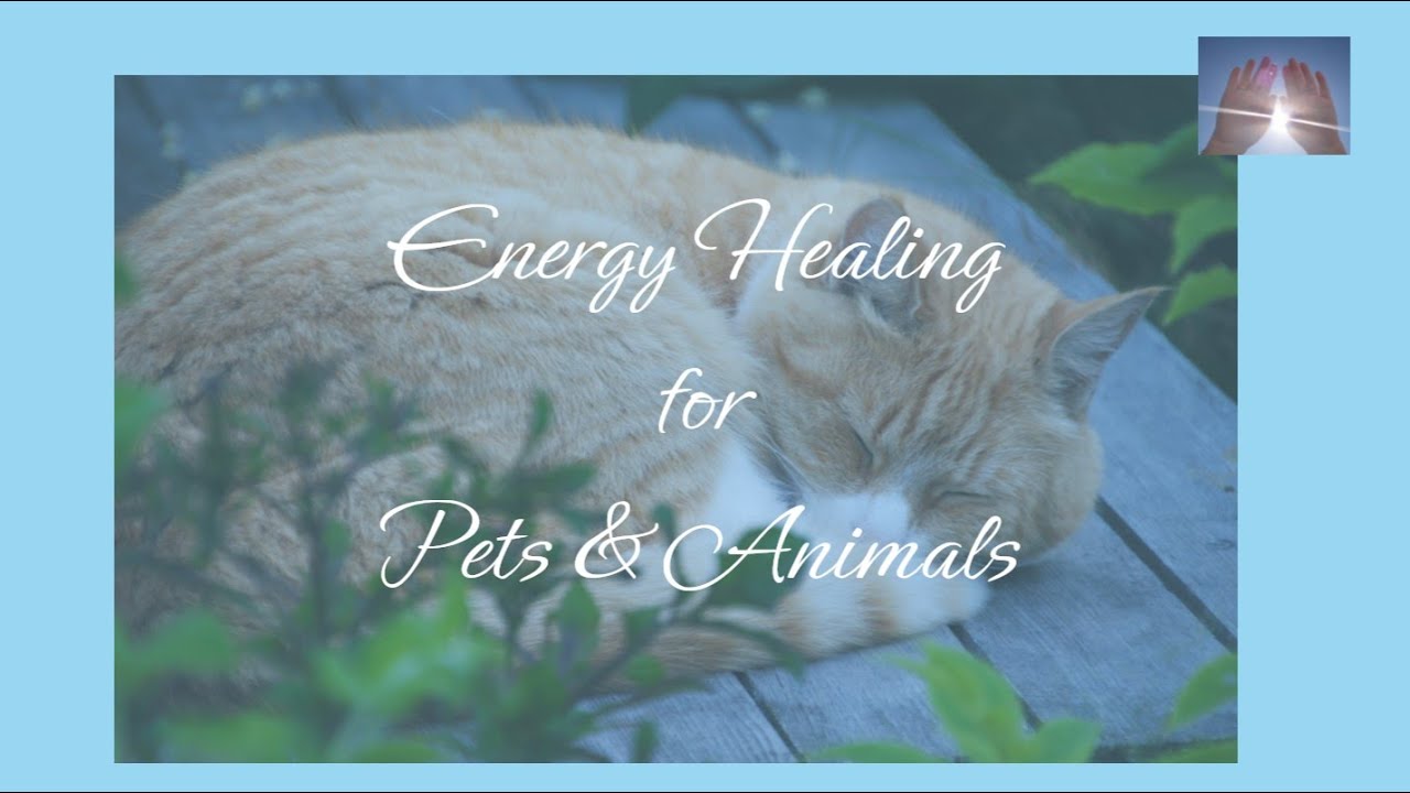 Reiki Healing for Pets & Animals | Timeless Energy Healing - YouTube