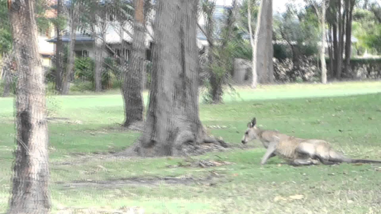 Tame Kangaroo Fatally Injured By Dog Attack 3 YouTube tame-kangaroo-fatally-injured-by-dog-attack-3-youtube