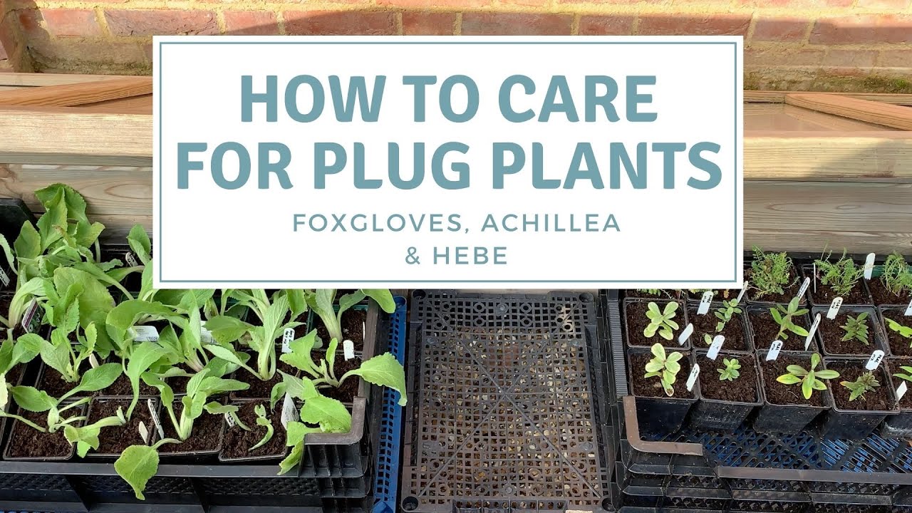 How To Care For Plug Plants / Potting Up And Hardening Off IN Cold ...