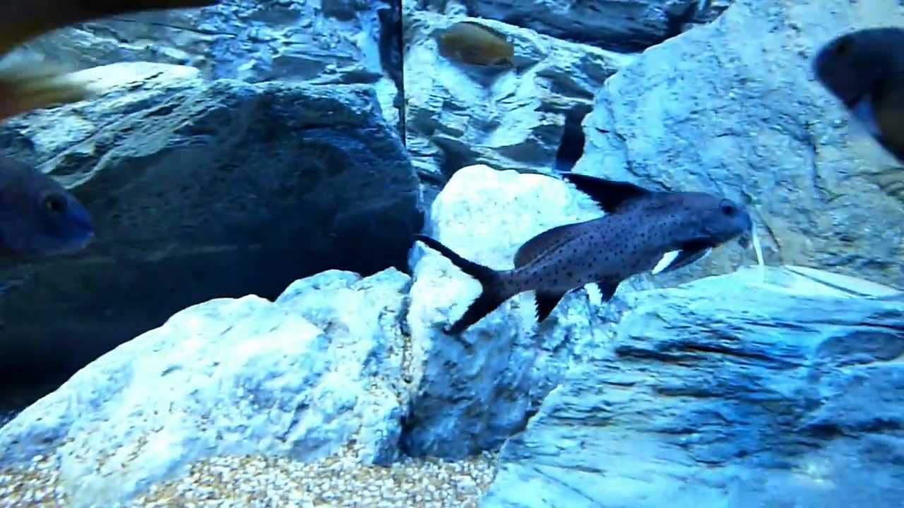Synodontis Granulosus Tanganyika Catfish - YouTube
