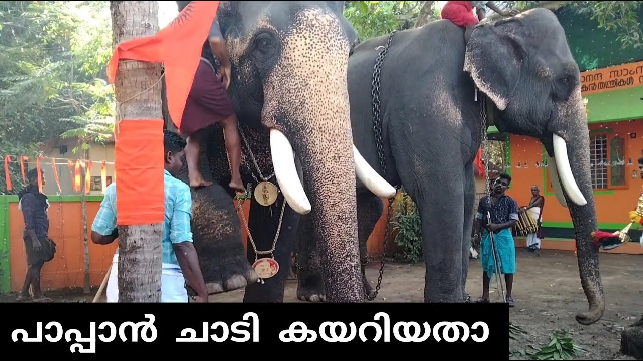 Ambadi Balanarayanan l പാപ്പാൻ ചാടി കയറിയതാ - YouTube