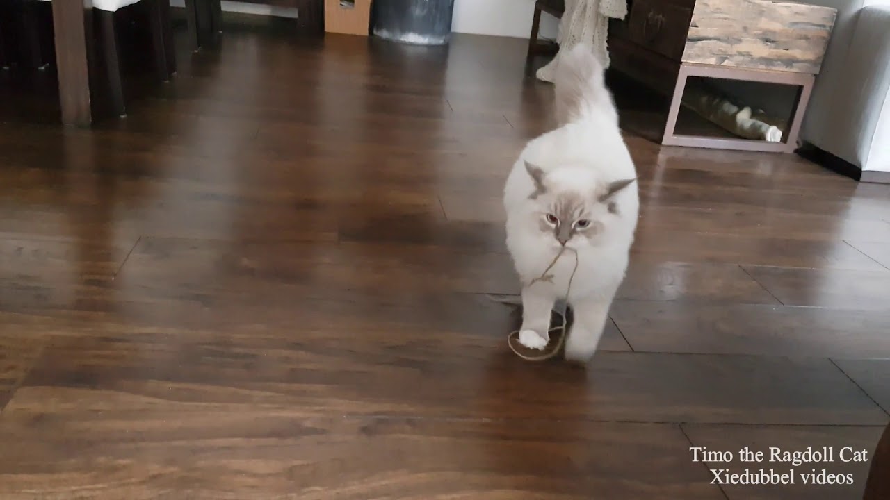 Ragdoll Toby carrying his almighty toy - YouTube