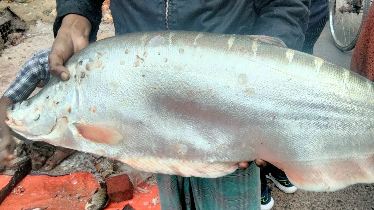 Fastest Chetol fish cutting in Dhaka fish market Expert fish cutter in ...