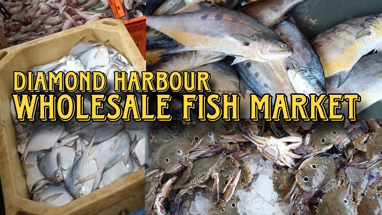 Diamond Harbour wholesale fish market - YouTube