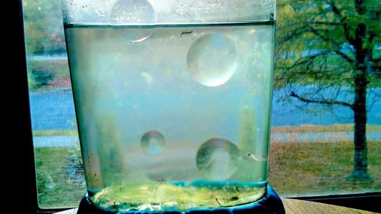 Growing brine shrimp for the DIY shrimper - YouTube