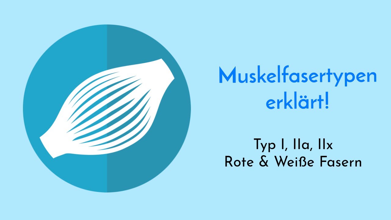 Physiologische Unterschiede der Muskelfasertypen (Typ I, IIa, IIx ...