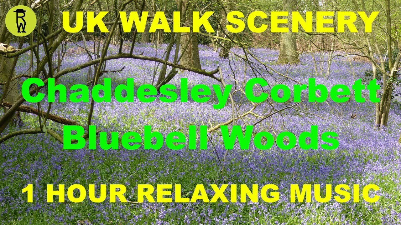 Chaddesley Corbett Bluebell Woods Walk Scenery, 1 Hour Relaxing Music ...