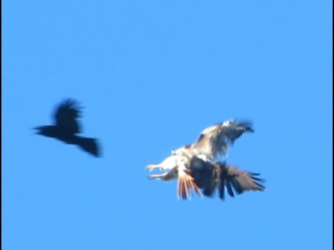 midair attack: ravens vs red-tailed hawk - YouTube