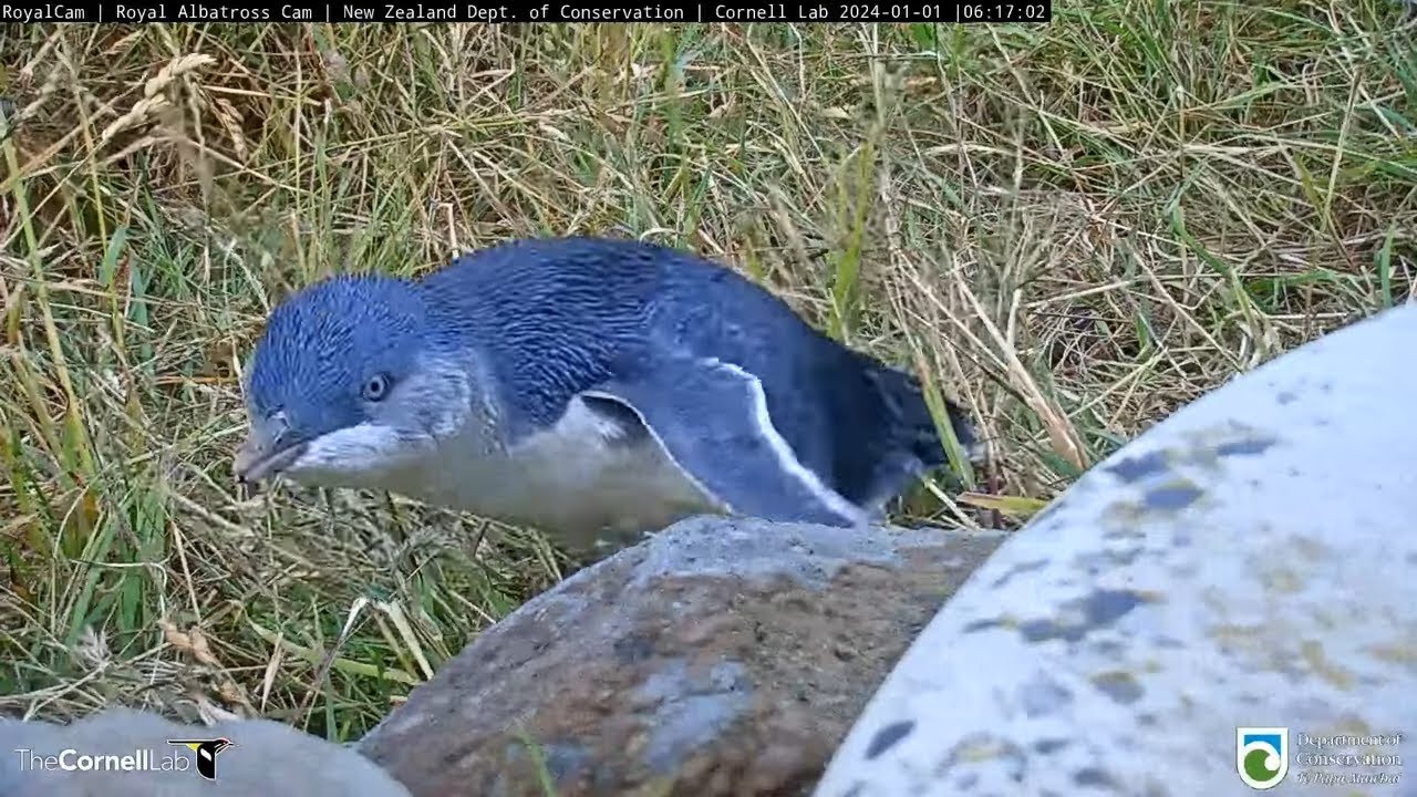 Little Penguin Meets Big Albatross In New Zealand | DOC | Cornell Lab ...