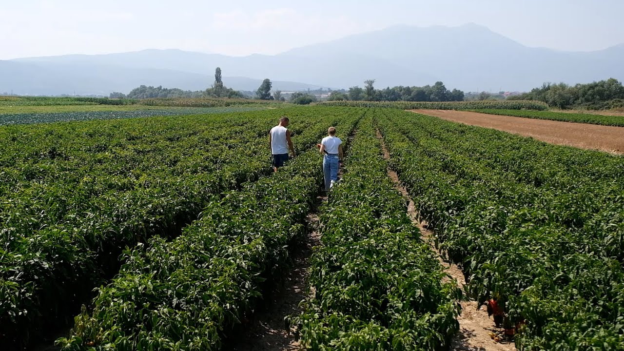 Bujku Shala: Puna me kulturat bujqësore është fitimprurëse - YouTube