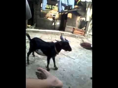 ngentot sama kambing - YouTube