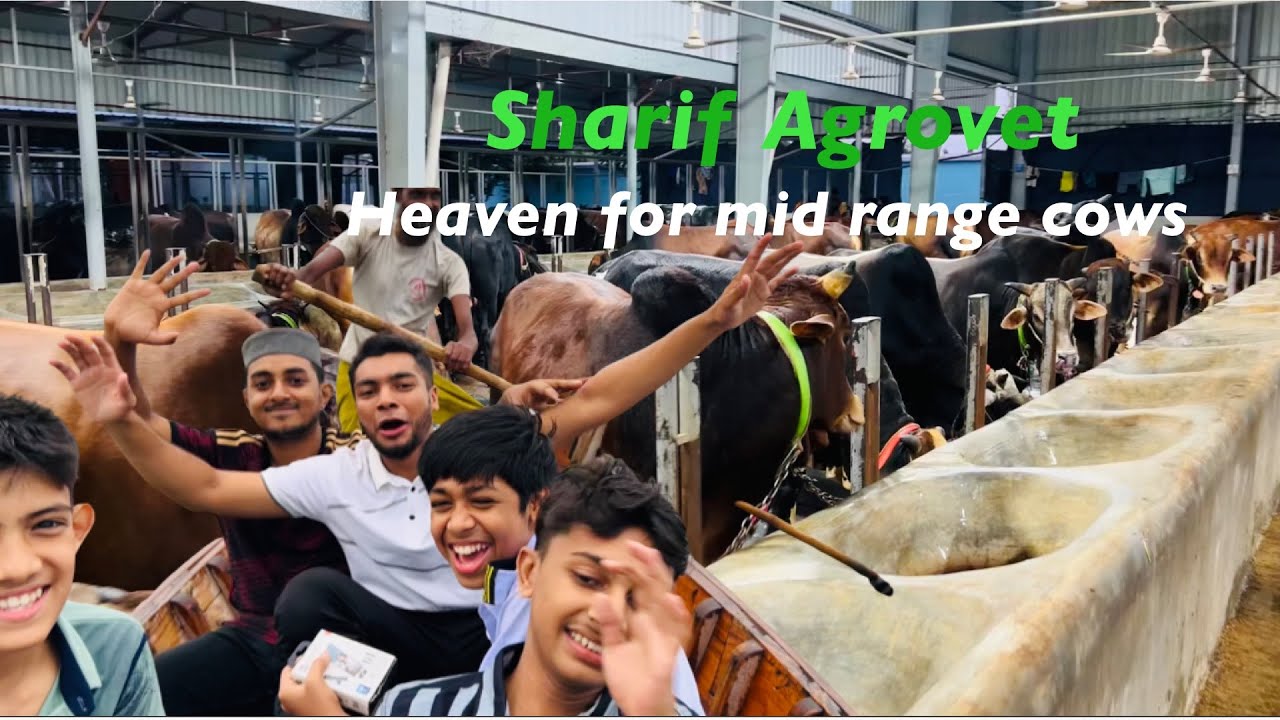 Sharif Agrovet - medium sized cows| Qurbani 2023 - YouTube