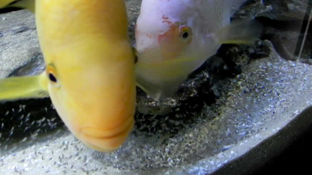 Red Devil x Midas Cichlid Fry - YouTube