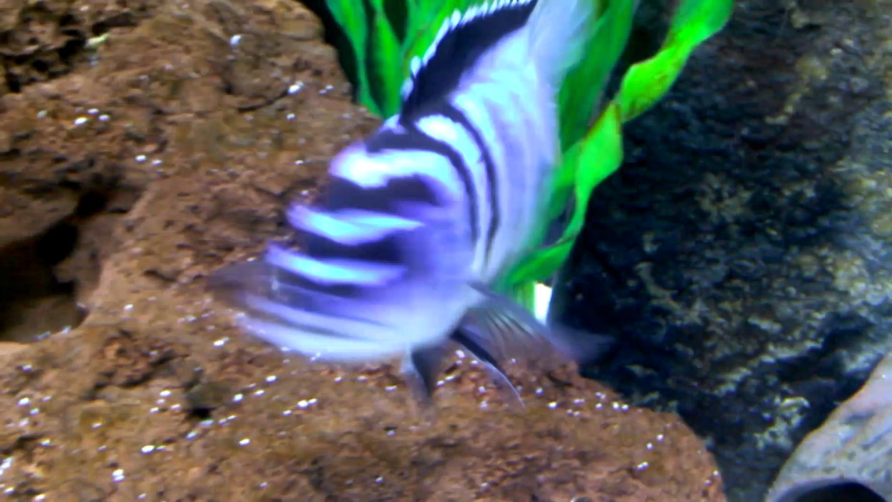 METRIACLIMA ZEBRA CHILUMBA LUWINO REEF F0 - YouTube