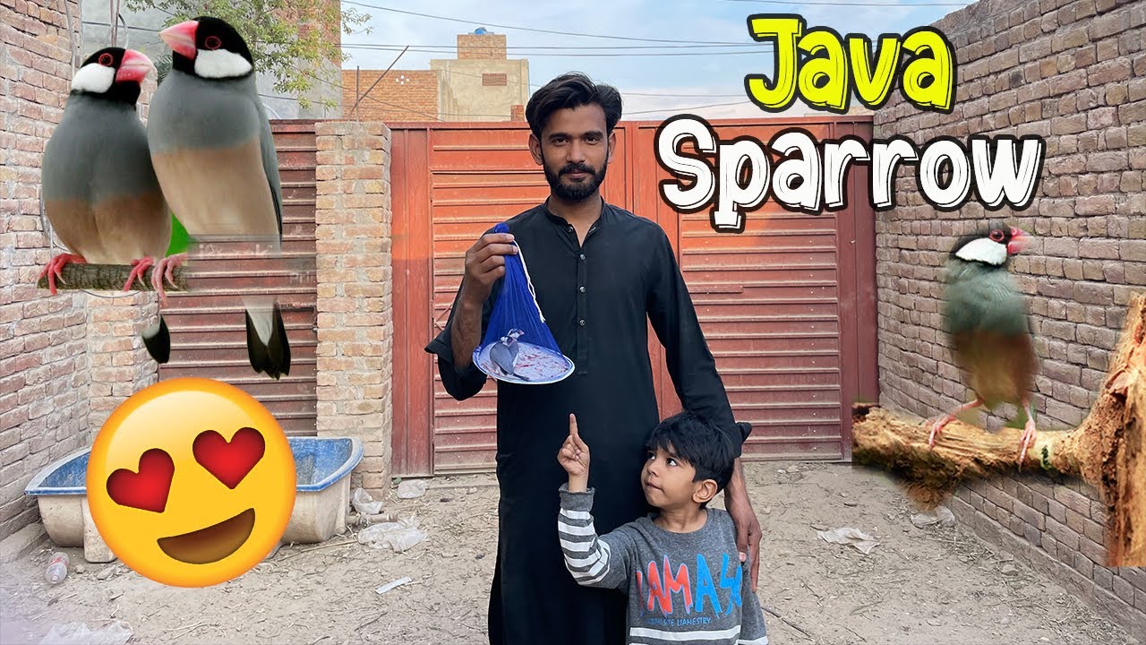 Multan birds market sy Java sparrow ly li hum ny 🐦 - YouTube