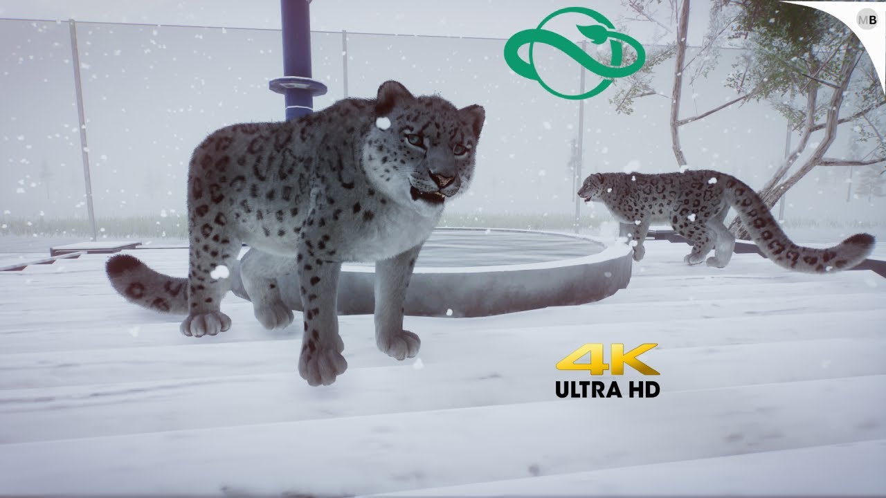 Snow Leopard Planet Zoo Gameplay (4K HD 60FPS) - YouTube