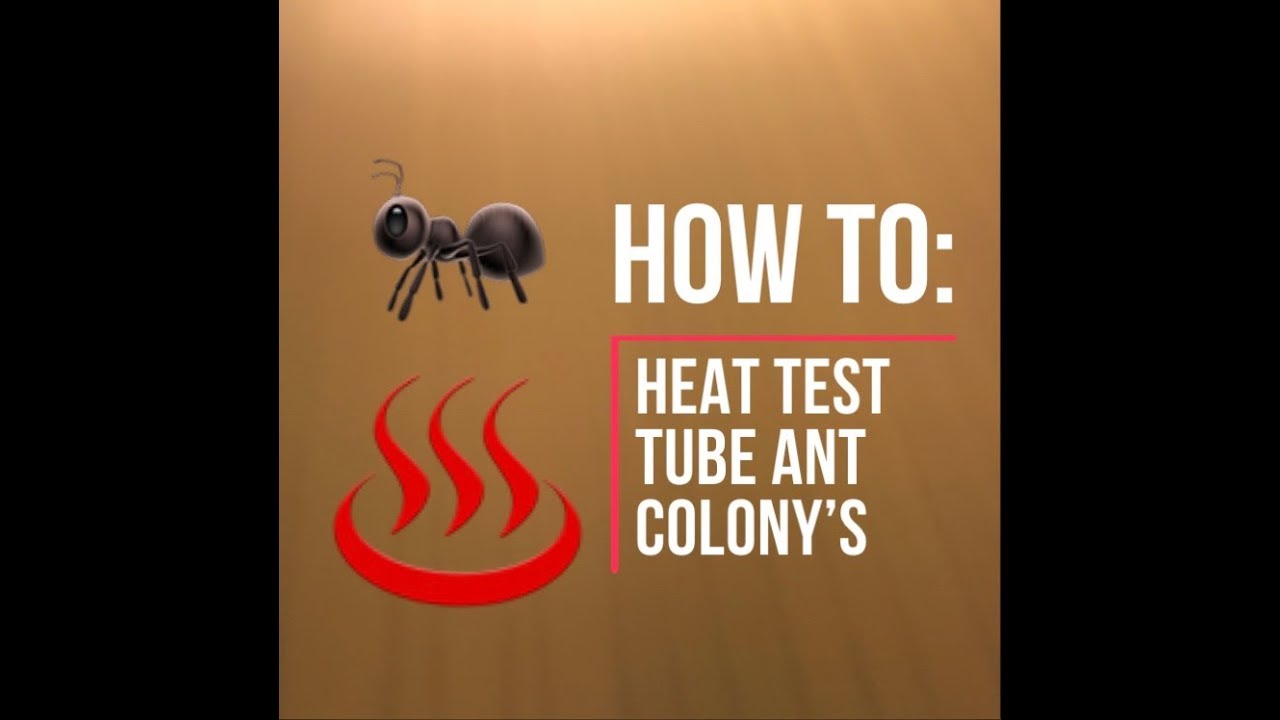 How to Heat a Test Tube Ant Colony - YouTube